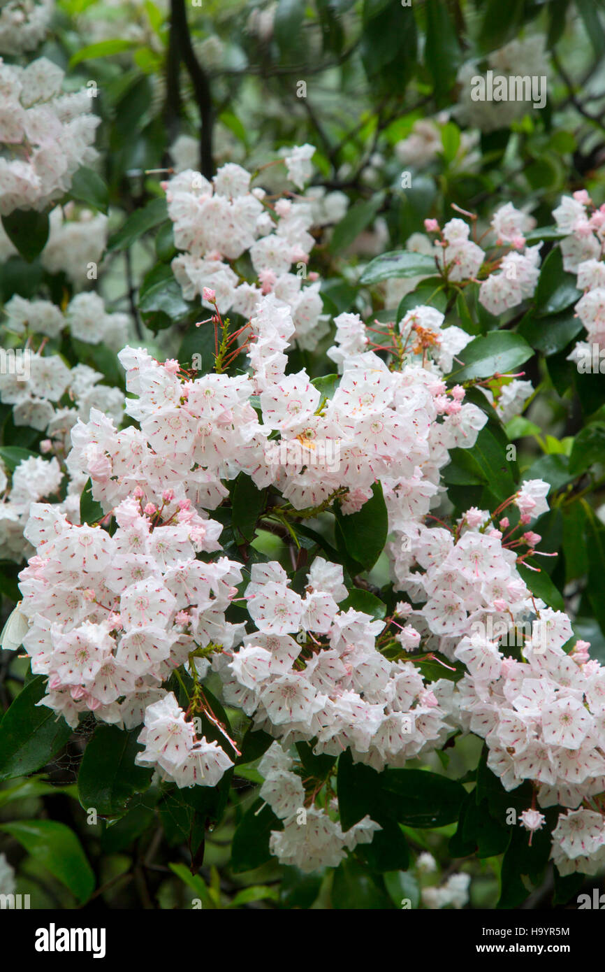 Mountain laurel in bloom, French Creek State Park, Pennsylvania Stock ...