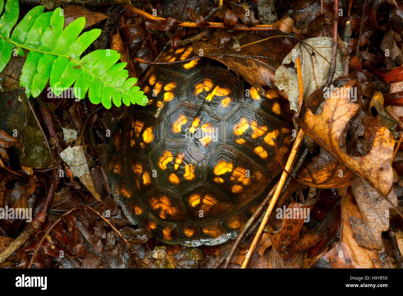 Box turtle, French Creek State Park, Pennsylvania Stock Photo - Alamy