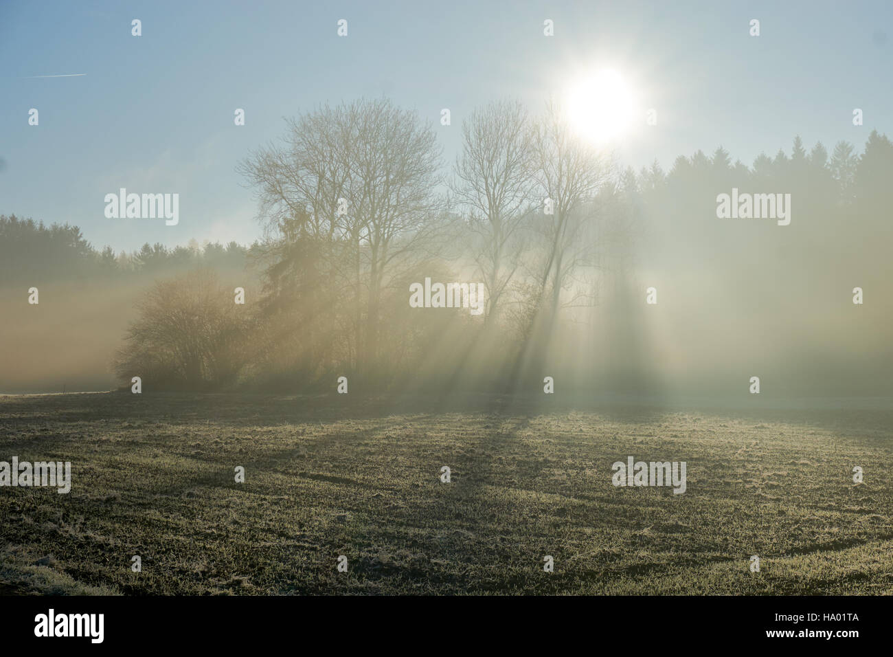 Morning sun light rays shining through the trees in the fog Stock Photo ...