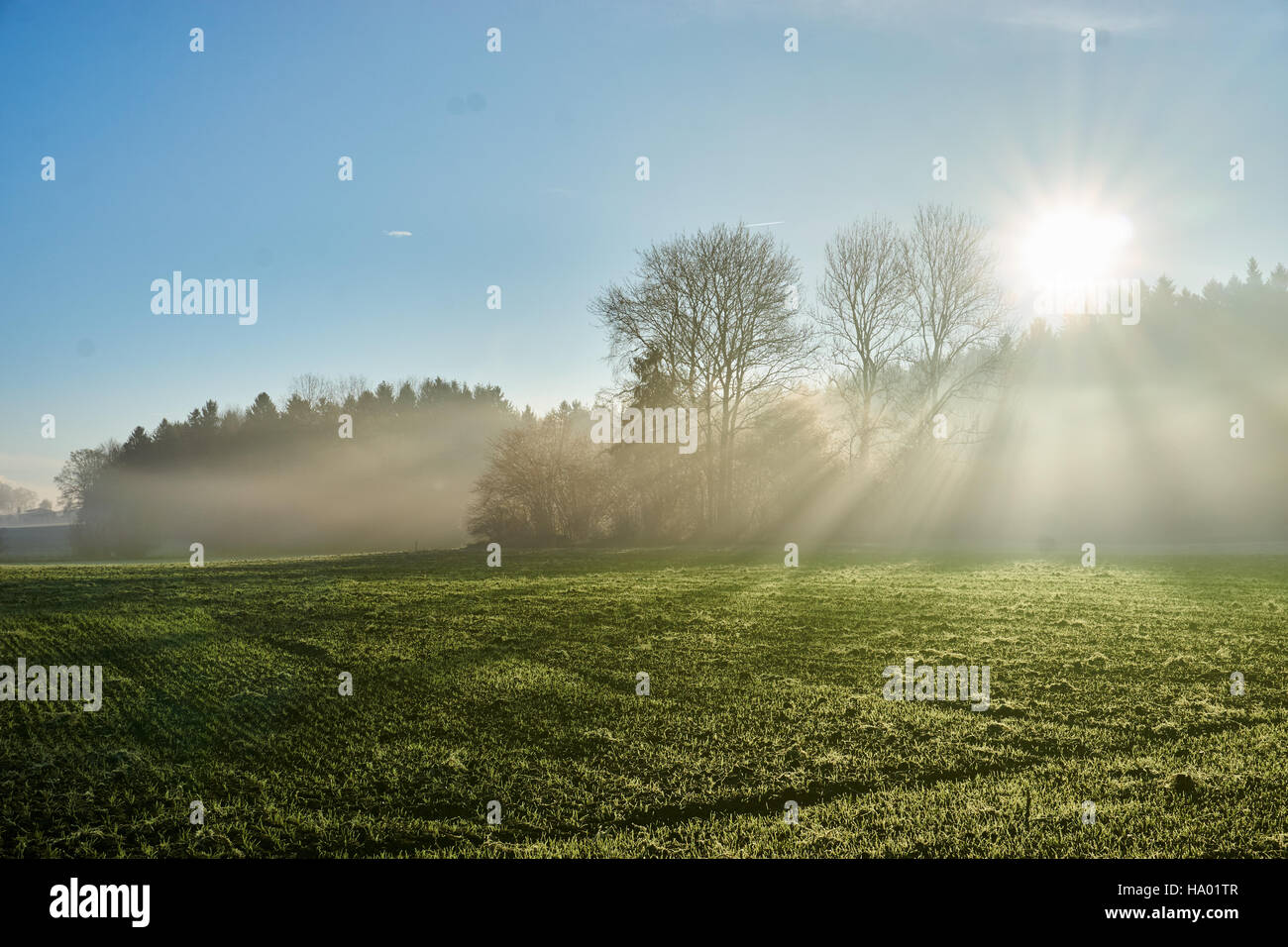 Landscape with sun rays shining through the trees in the fog Stock ...