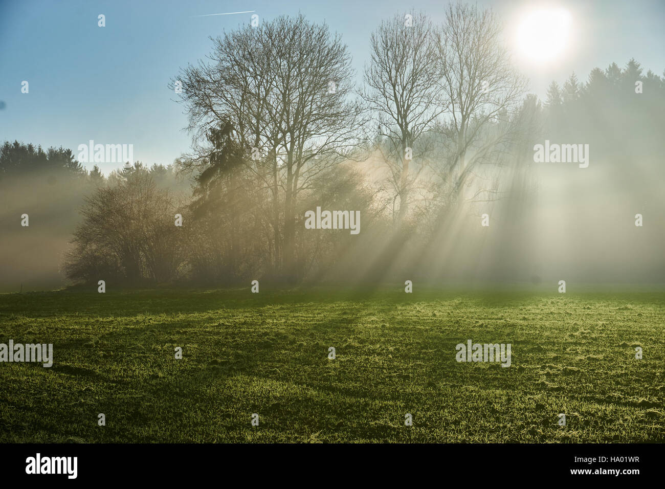 Sun rays shining through the trees on the meadows Stock Photo - Alamy