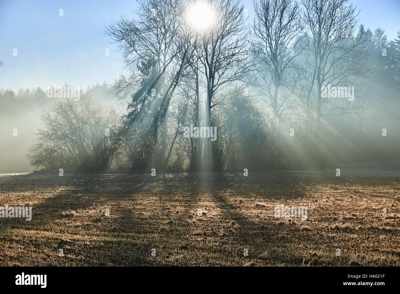 Sun rays through trees of forest and morning fog Stock Photo - Alamy