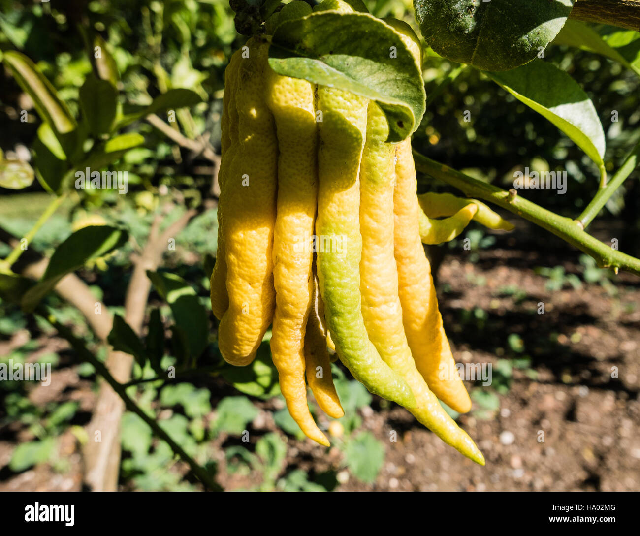 Tree fingers hi-res stock photography and images - Alamy