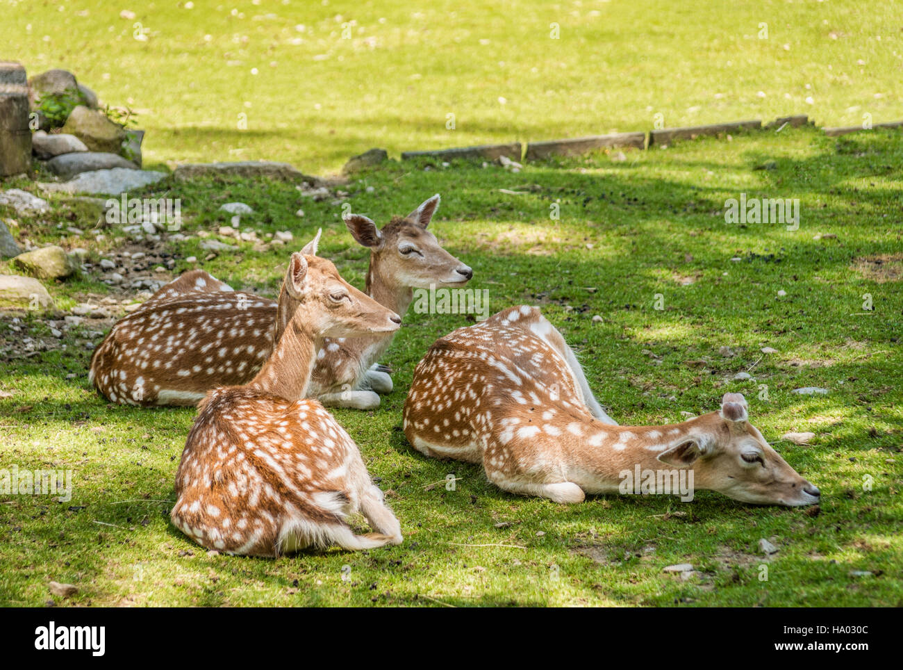 Deer at the park of Villa Pallavicino in Stresa at Lago Maggiore ...