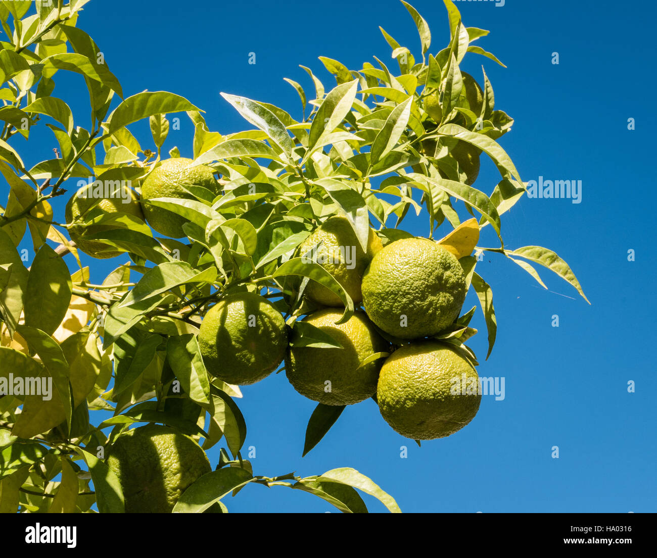 Citrus tree in Cordoba, Spain Stock Photo - Alamy