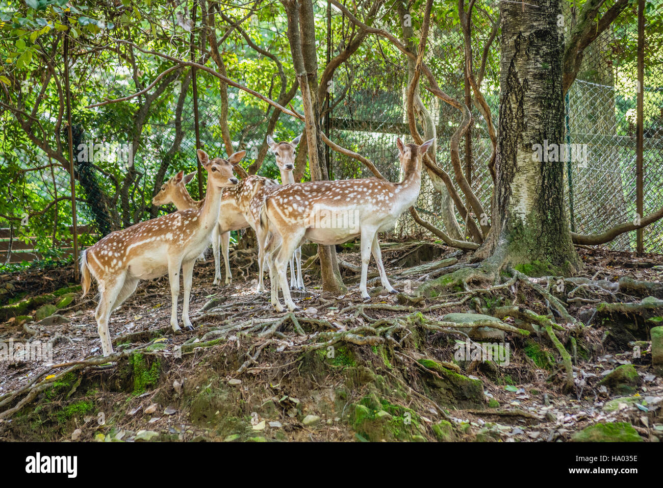 Deer at the park of Villa Pallavicino in Stresa at Lago Maggiore ...