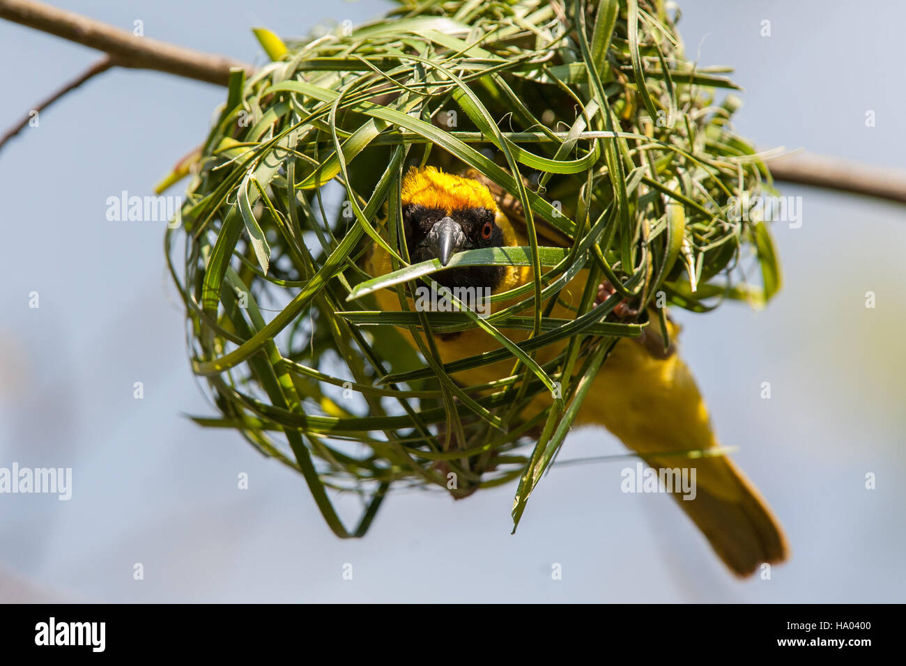 Weaver Bird building a nest Stock Photo - Alamy