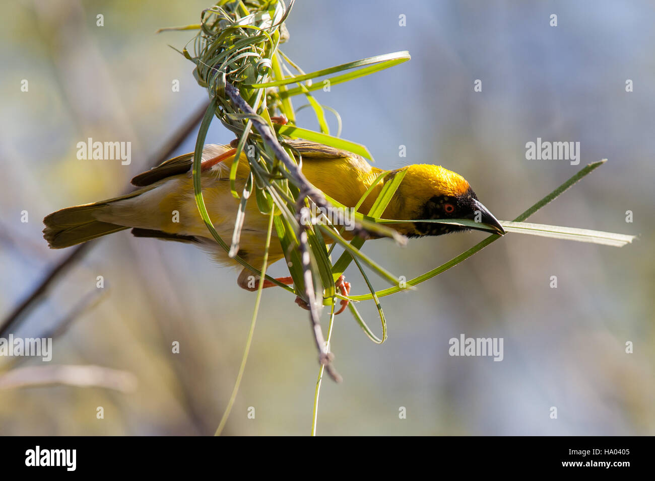 Weaver Bird building a nest Stock Photo - Alamy