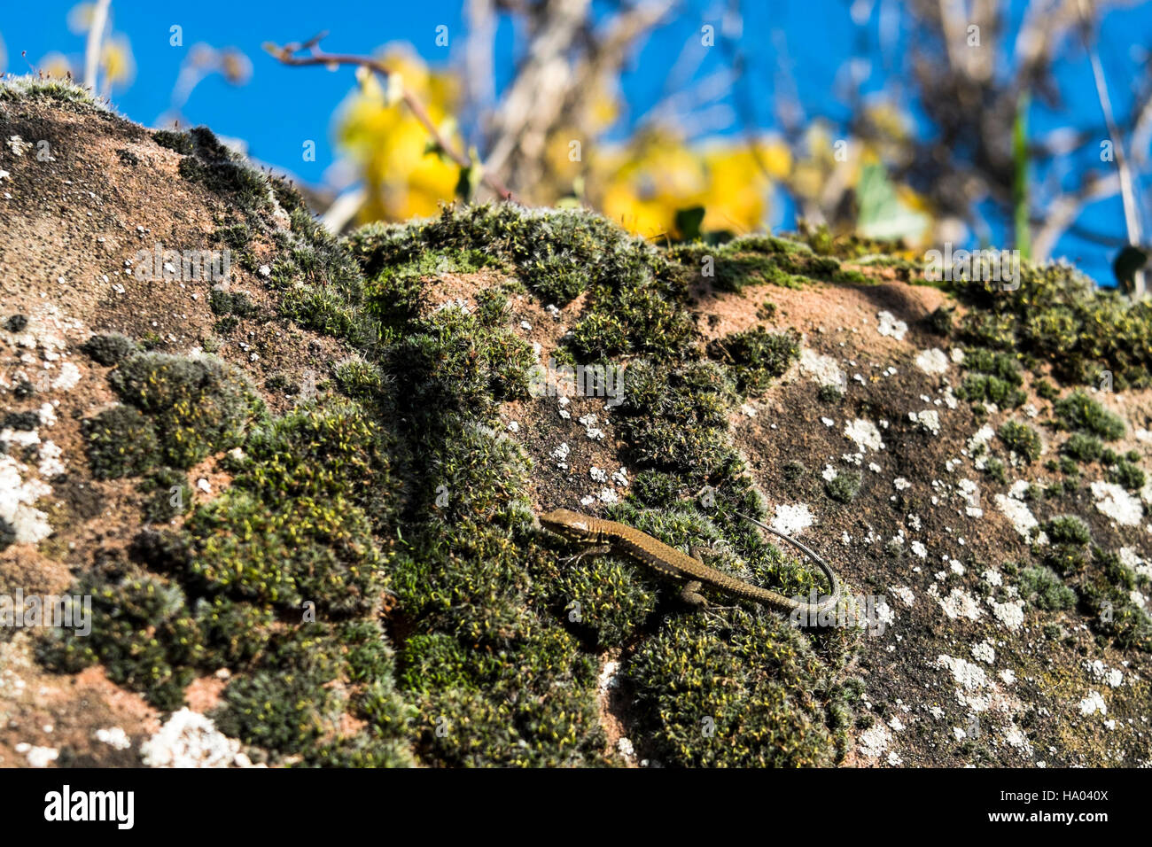 Vineyard Insects High Resolution Stock Photography and Images - Alamy