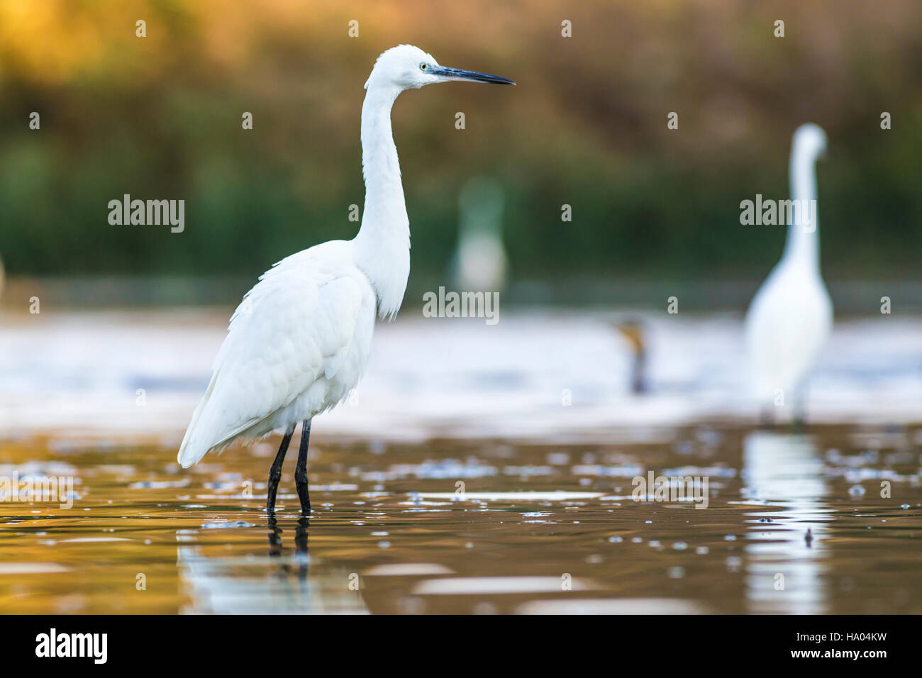 Little egret in the pond of the Roman coast in Italy Stock Photo - Alamy