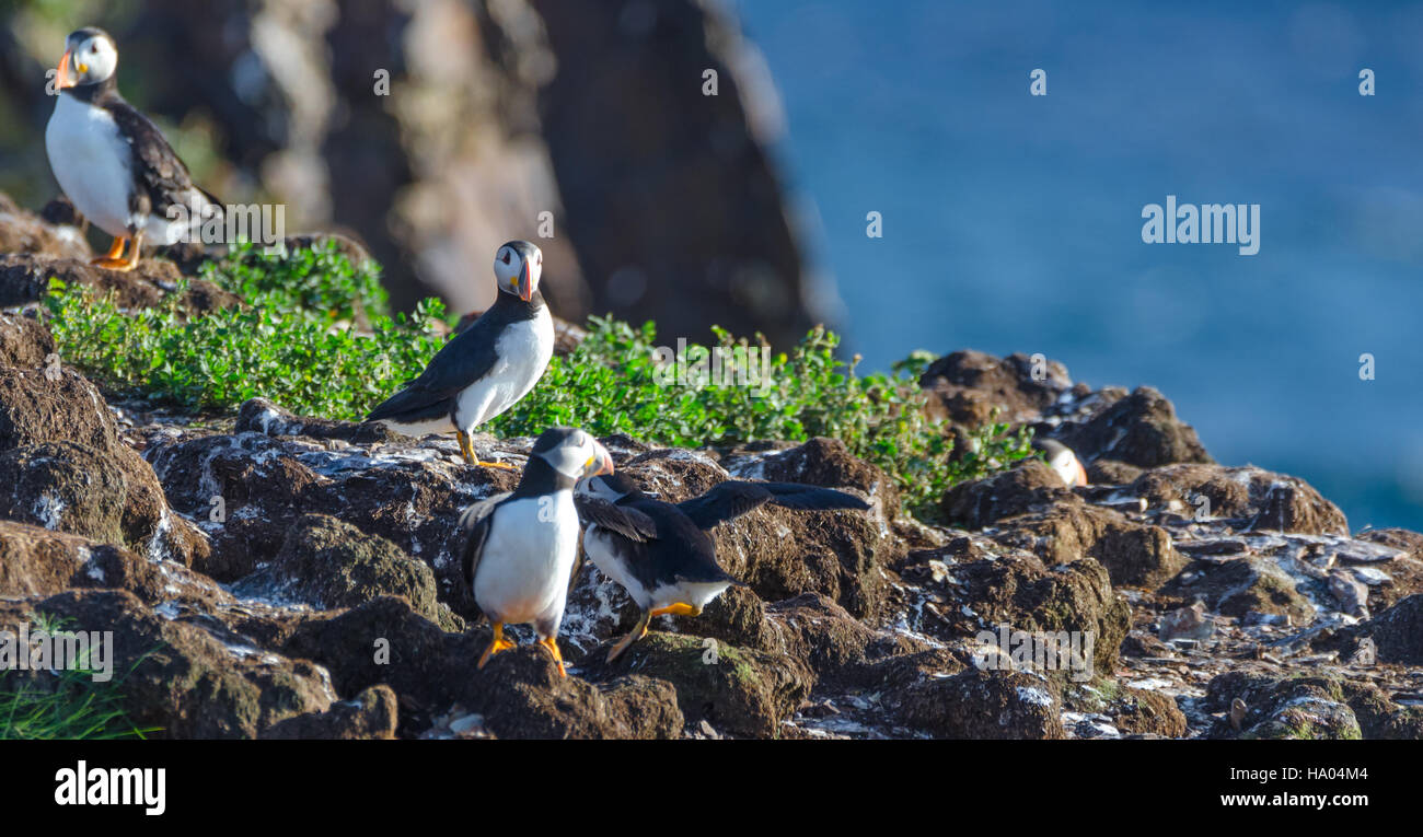 Puffin and elliston and newfoundland hi-res stock photography and ...