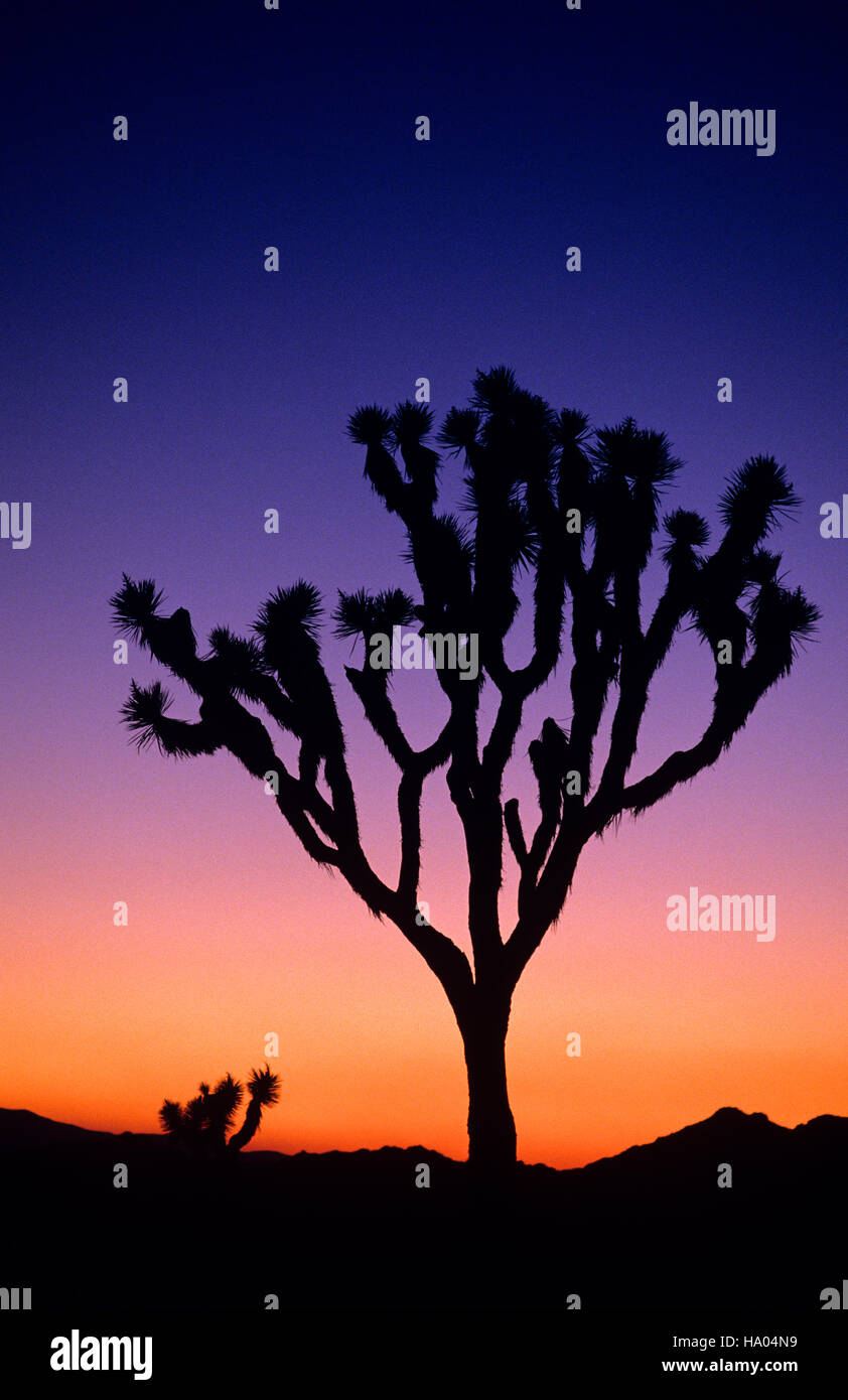 Joshua Tree National Park Joshua tree silhouetted at sunset ...