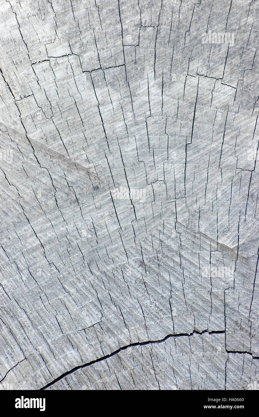 Natural Weathered Gray Tree Stump Cut Texture, Vertical Old Aged Wood ...