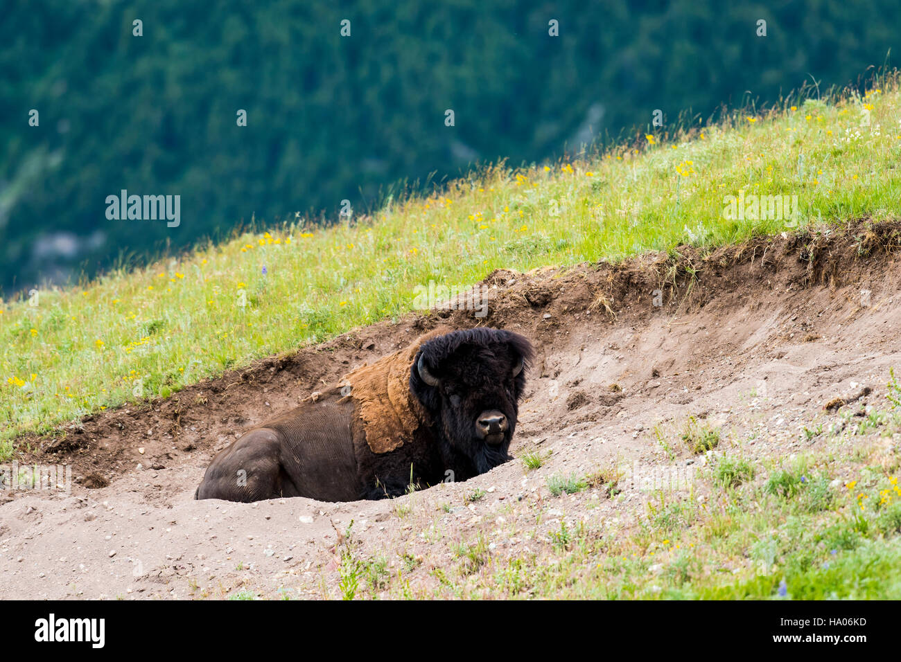 Wild Plains Bison in the Alberta Foothills, Waterton National Park ...