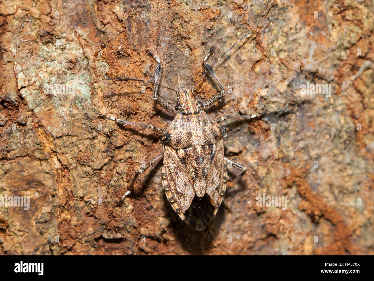 Close up of little brown Marmorated Stink Bug (Halyomorpha halys) on ...