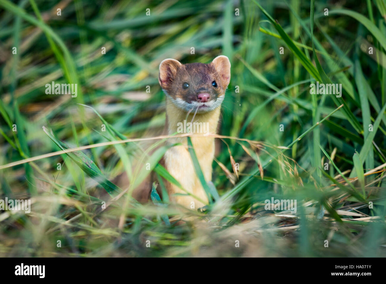 Long tailed weasel hi-res stock photography and images - Alamy