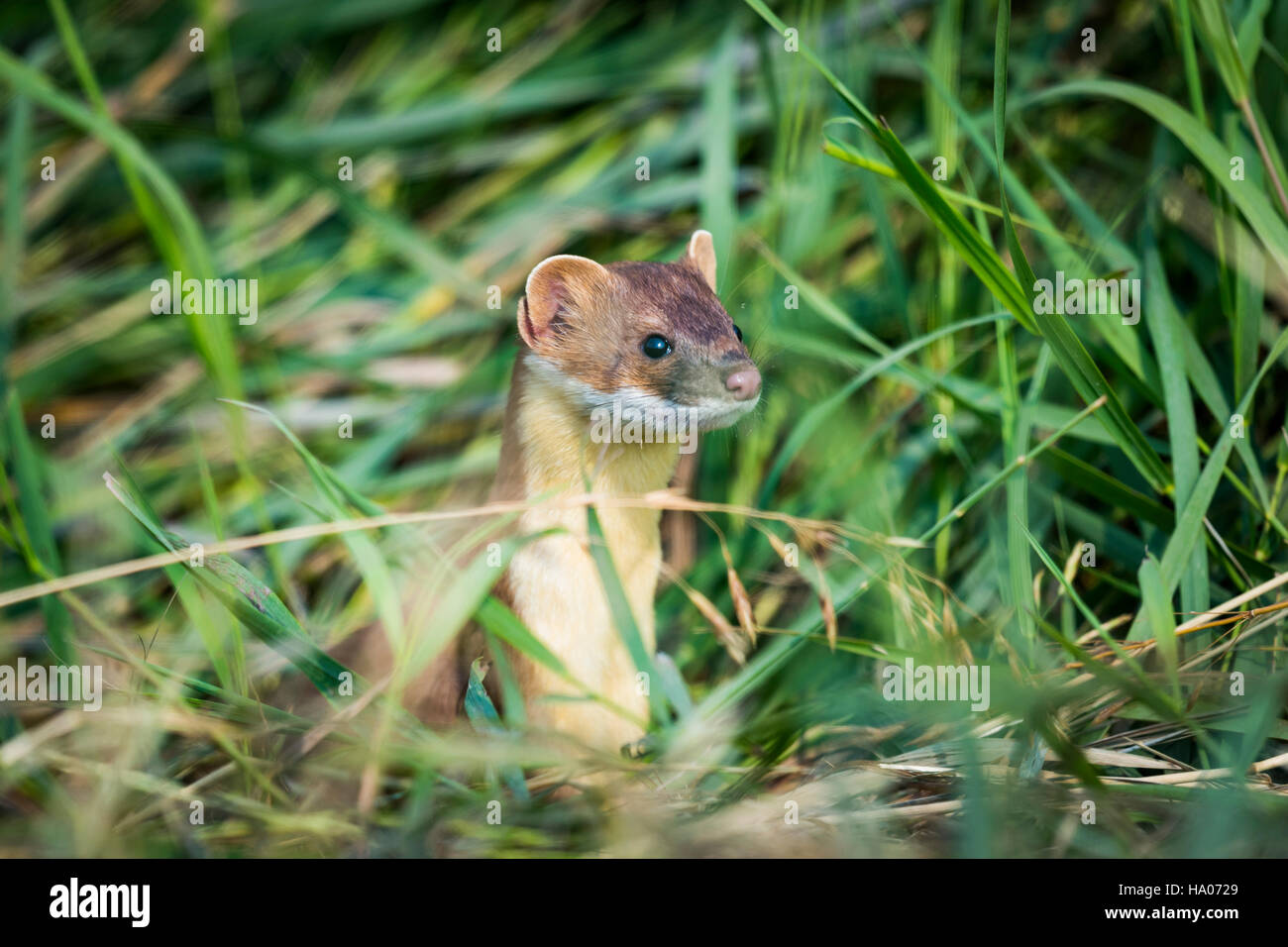 Long-tailed Weasel hiding in tall grass Stock Photo - Alamy