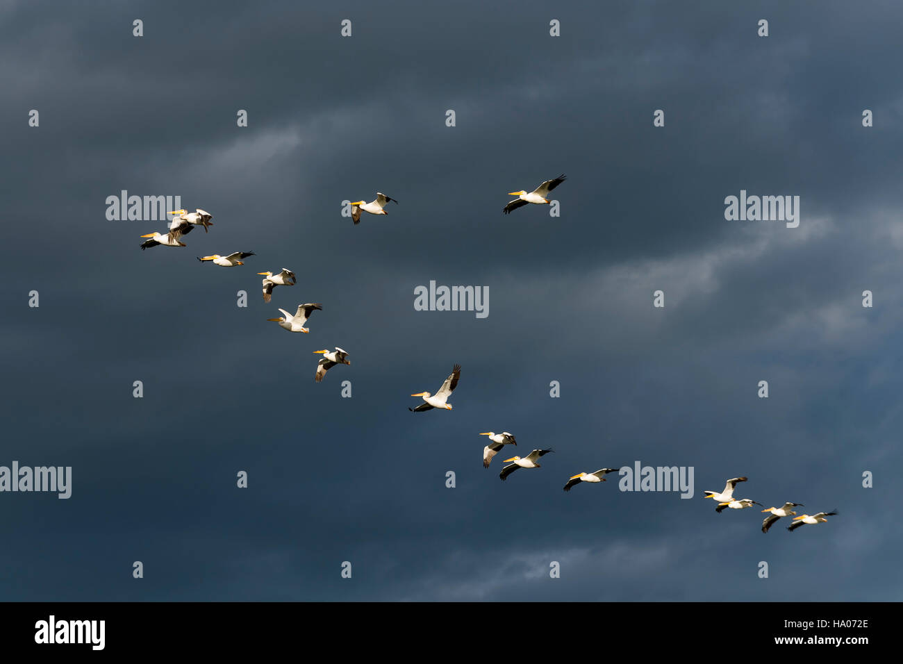 Pelicans flying v formation hi-res stock photography and images - Alamy
