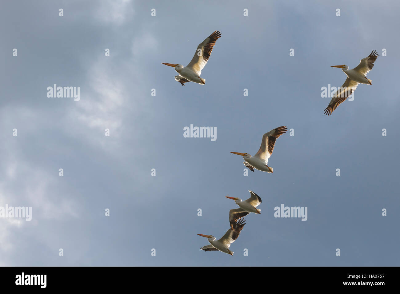 Pelicans flying v formation hi-res stock photography and images - Alamy