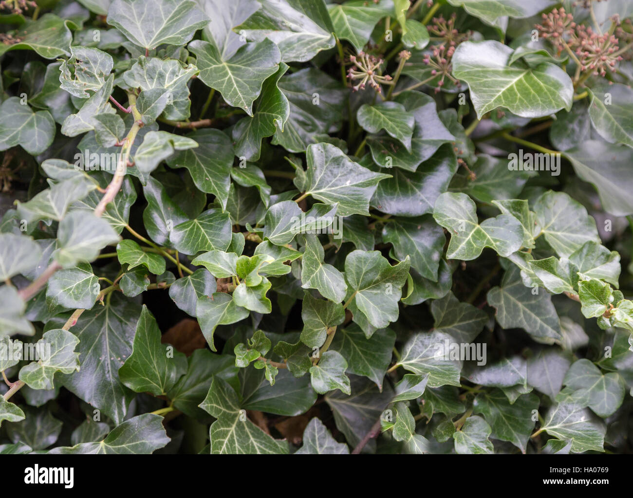 Ivy leaves mass hi-res stock photography and images - Alamy