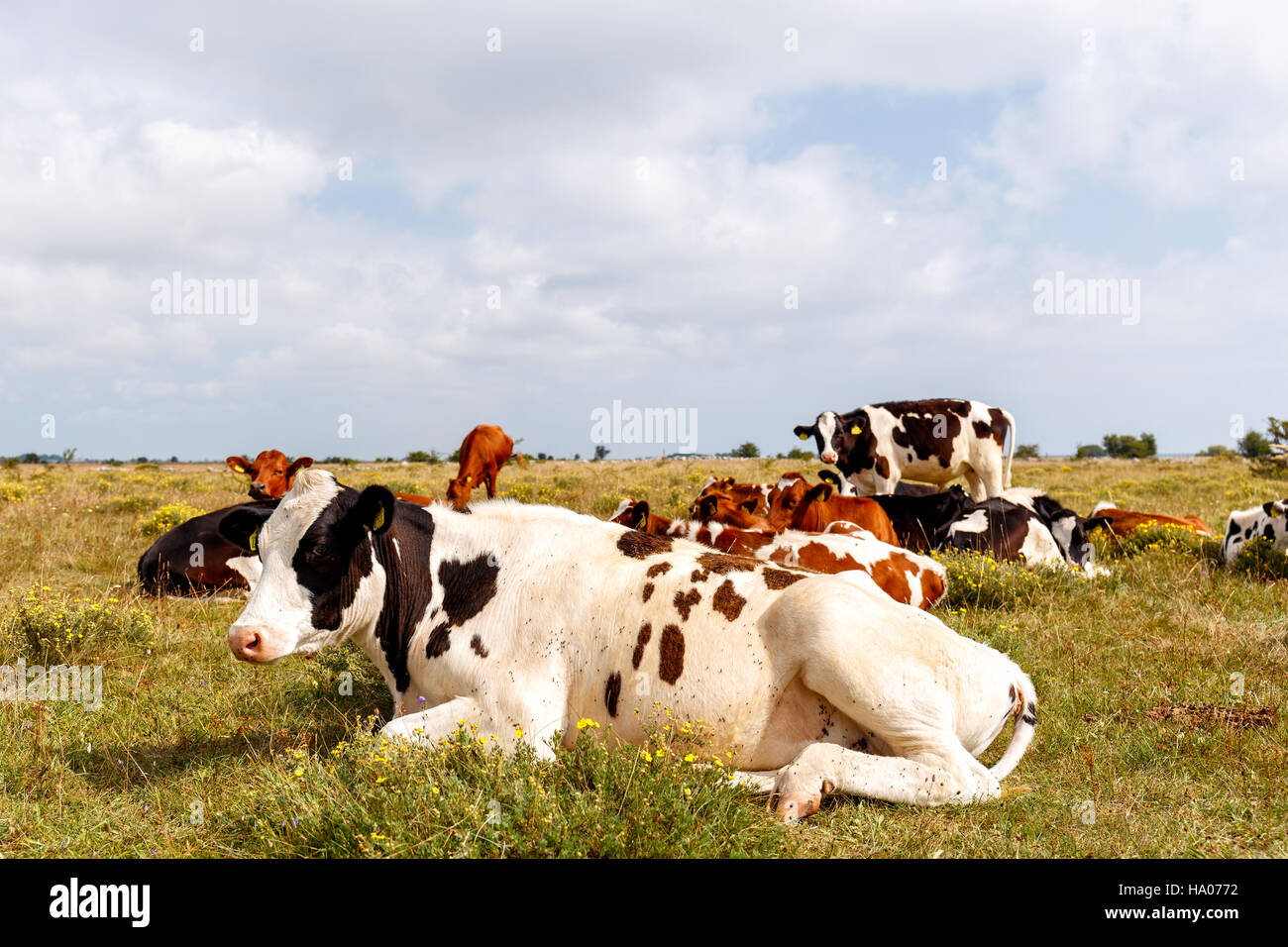 Swedish cows hi-res stock photography and images - Alamy