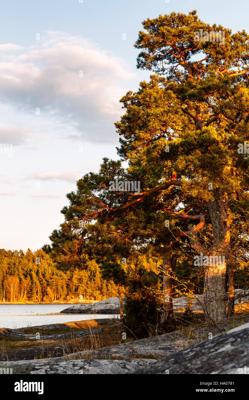 Swedish archipelago nature landscape outside Stockholm Stock Photo - Alamy