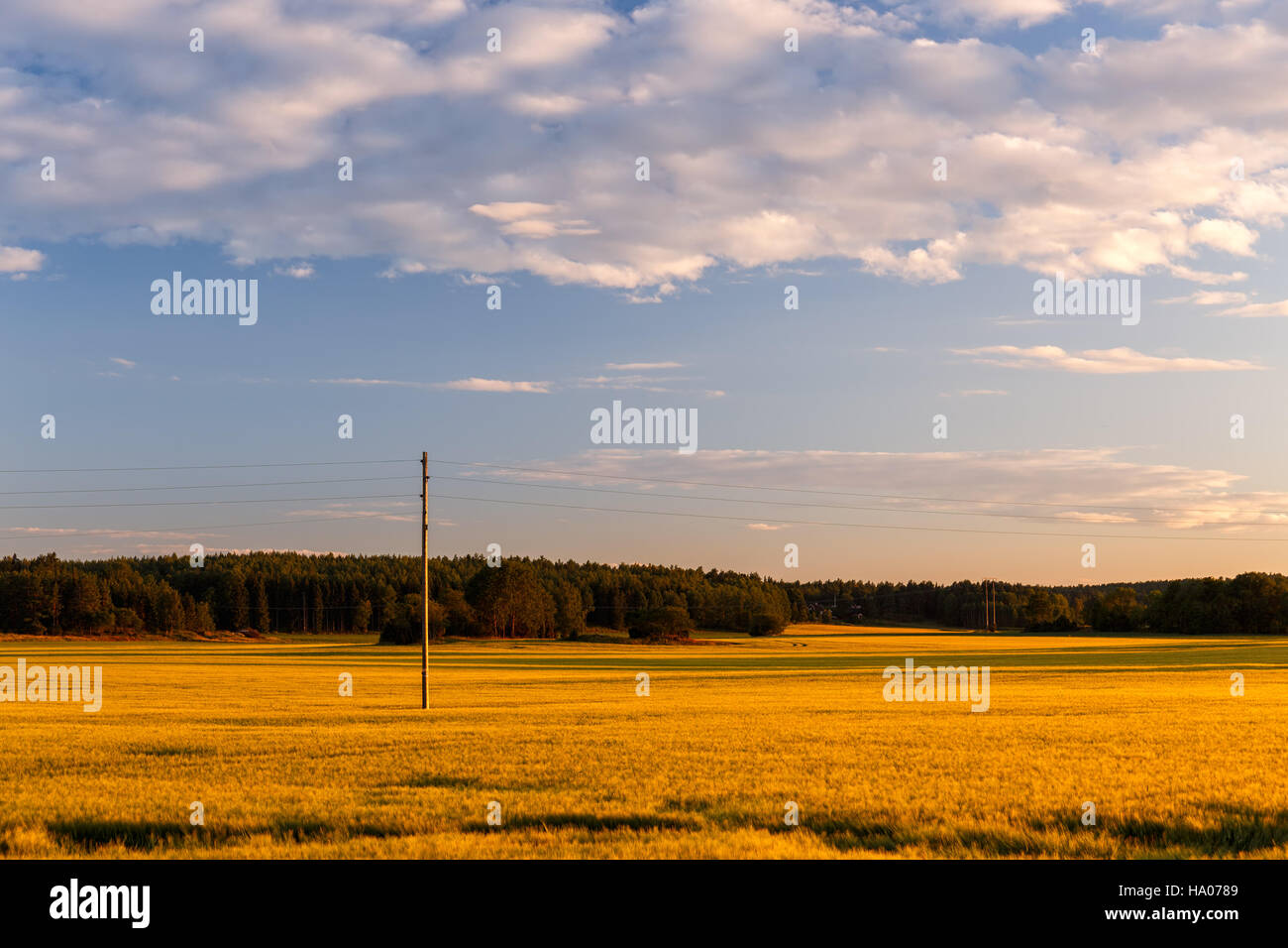 Swedish countryside field during summer with a telephone pole Stock ...