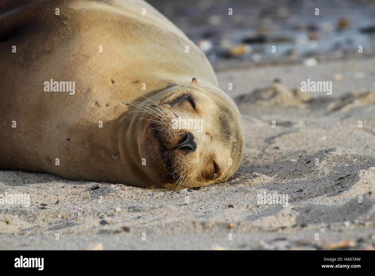Lion head beach hi-res stock photography and images - Alamy