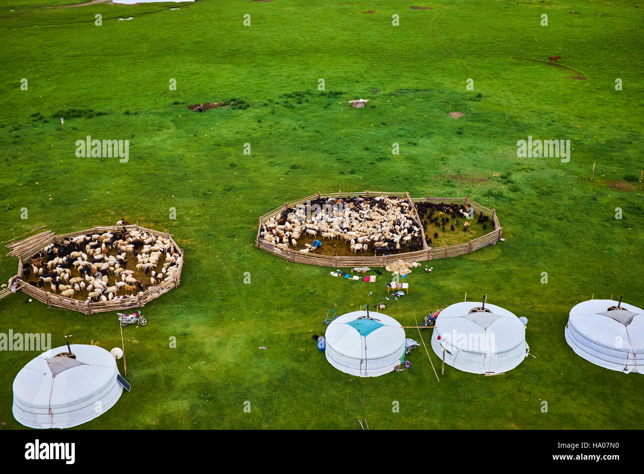 Aerial view herd sheep hi-res stock photography and images - Alamy