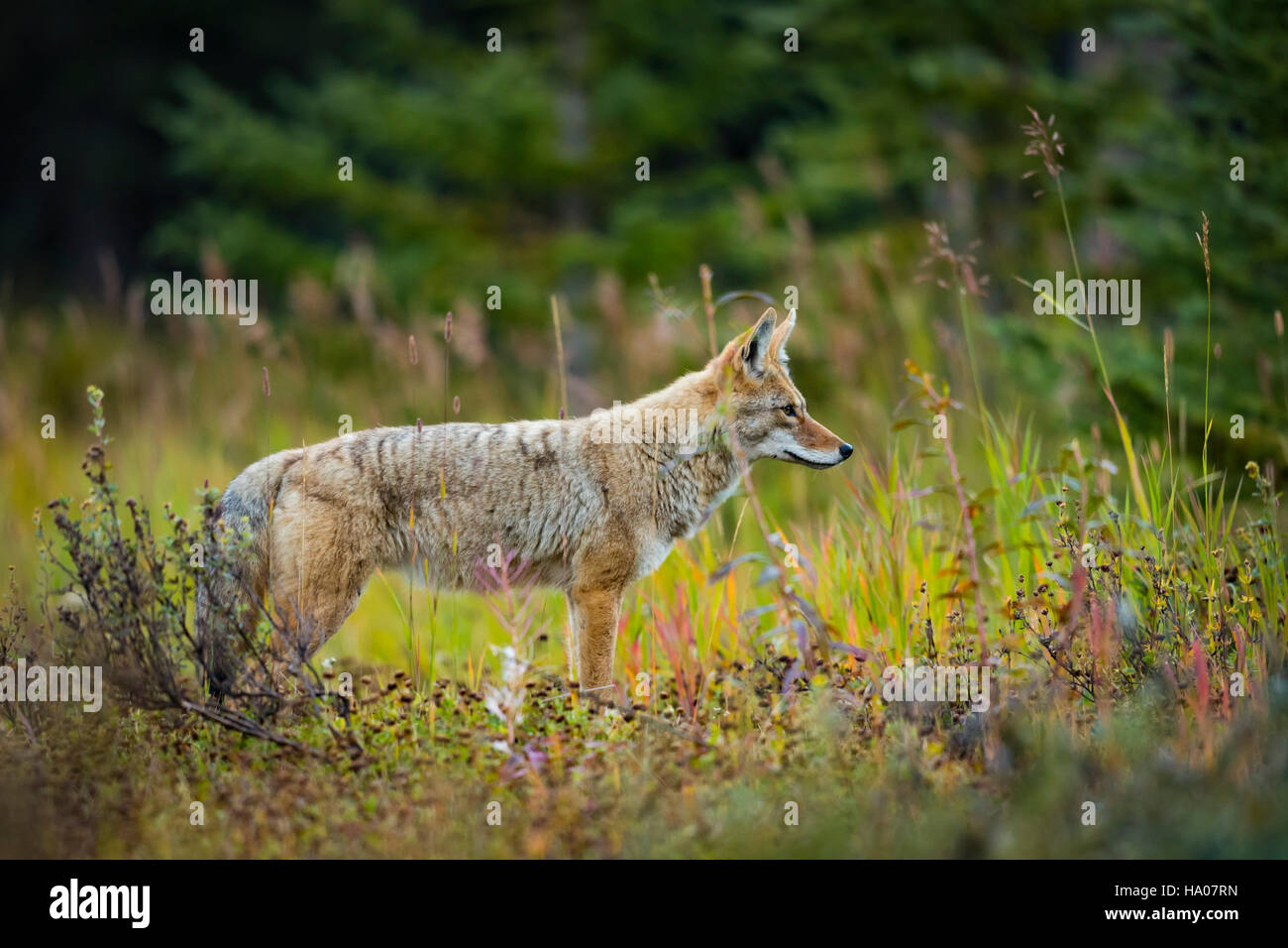 Wild Coyote hunting in a roadside meadow in the Rocky Mountains of ...