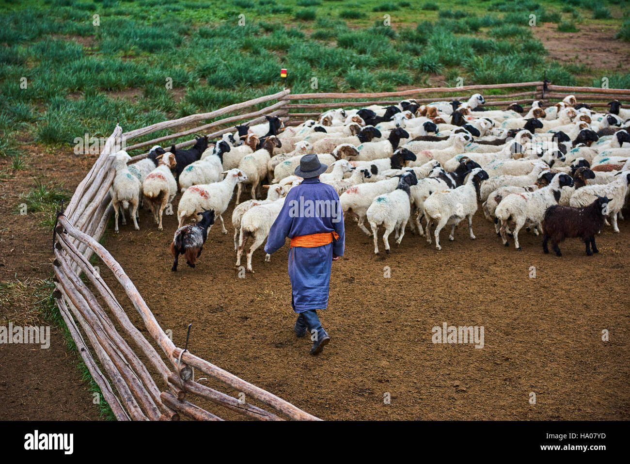 Mongolian sheep hi-res stock photography and images - Alamy