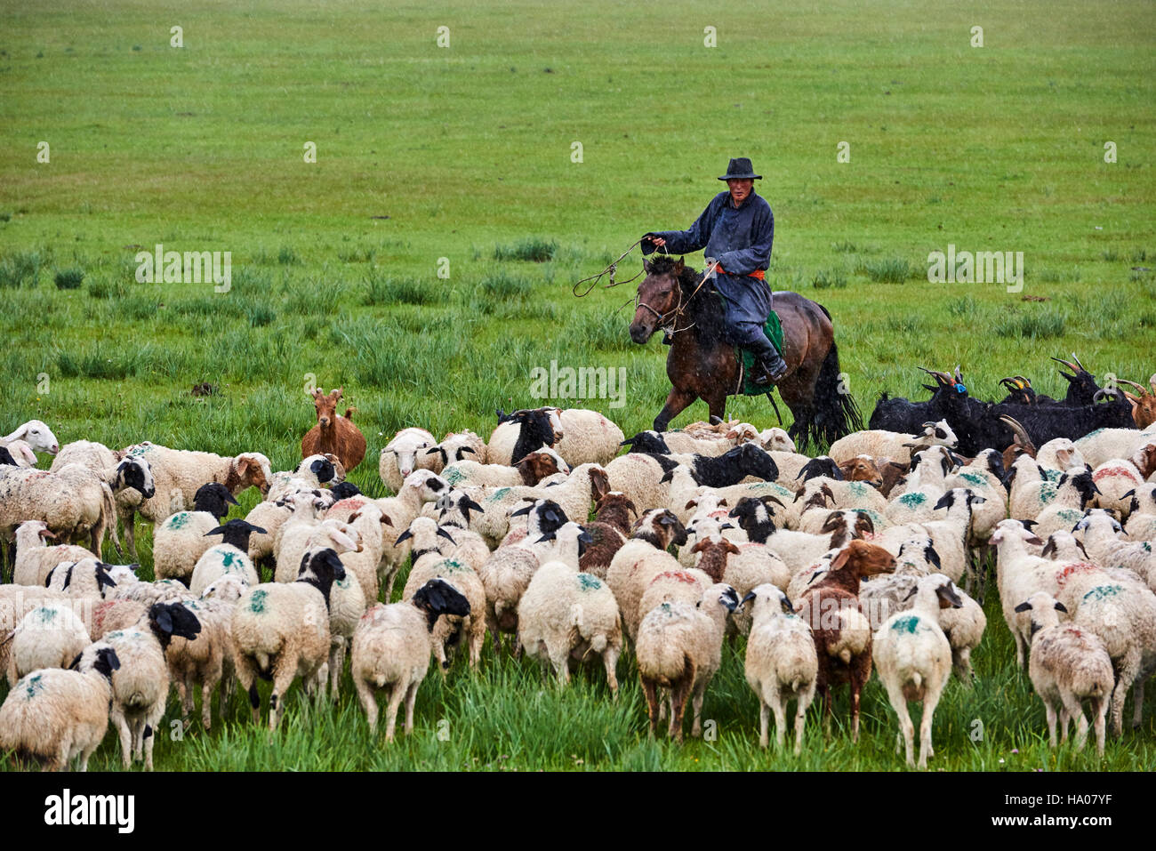 Mongolia, Arkhangai province, nomad camp, sheep herd under the rain ...