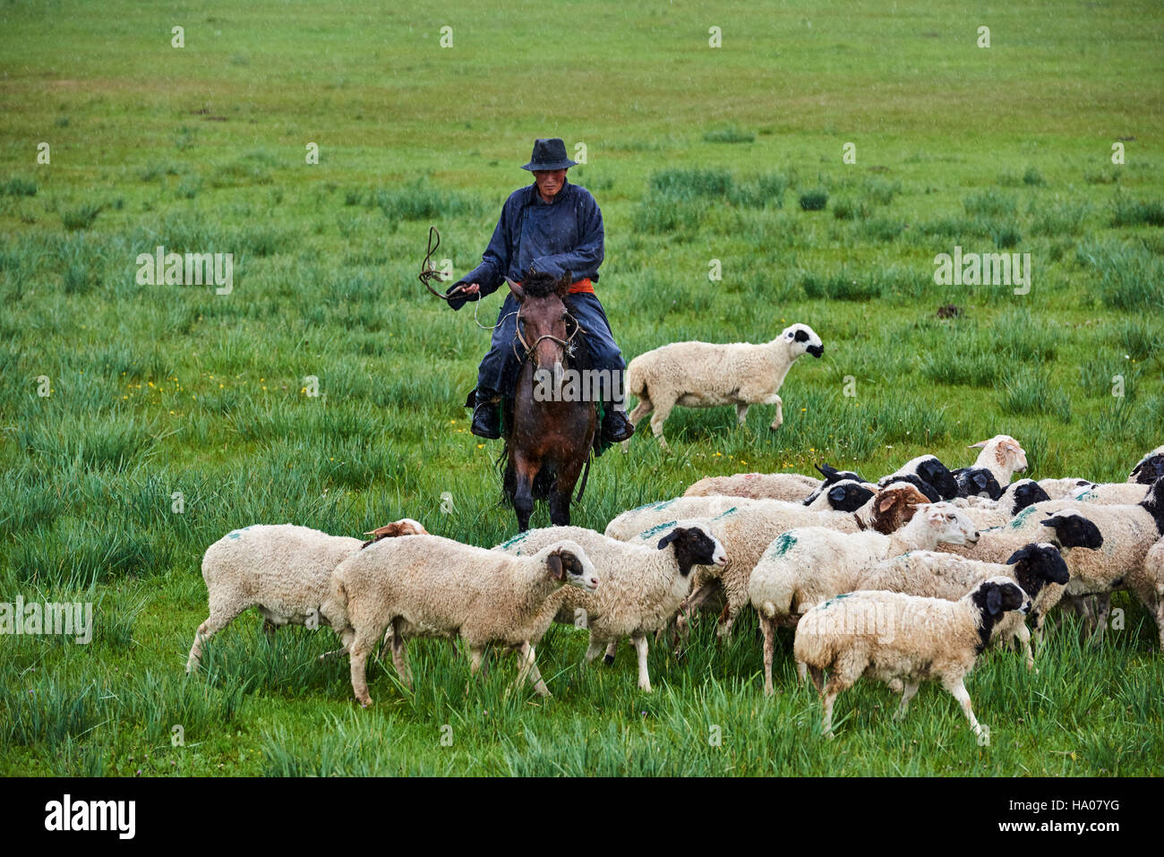 Mongolia, Arkhangai province, nomad camp, sheep herd under the rain ...