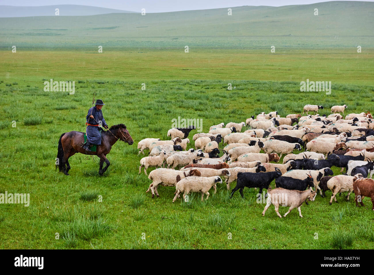 Mongolia, Arkhangai province, nomad camp, sheep herd under the rain ...