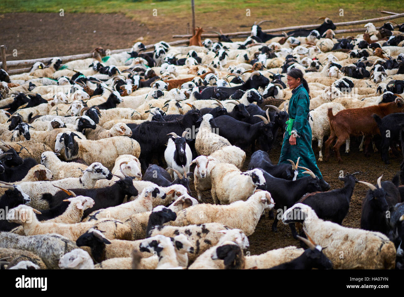 Mongolia, Arkhangai province, nomad camp, sheep herd Stock Photo - Alamy