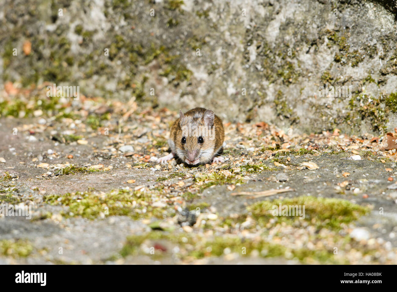 Mouse bird feeder hi-res stock photography and images - Alamy