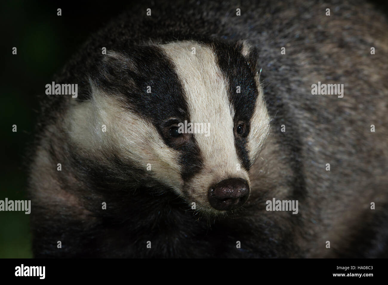 Badger Close Up High Resolution Stock Photography and Images - Alamy