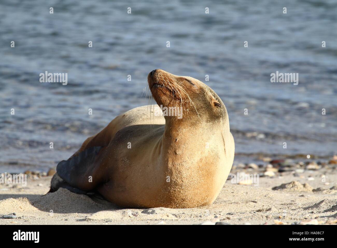Lion head beach hi-res stock photography and images - Alamy