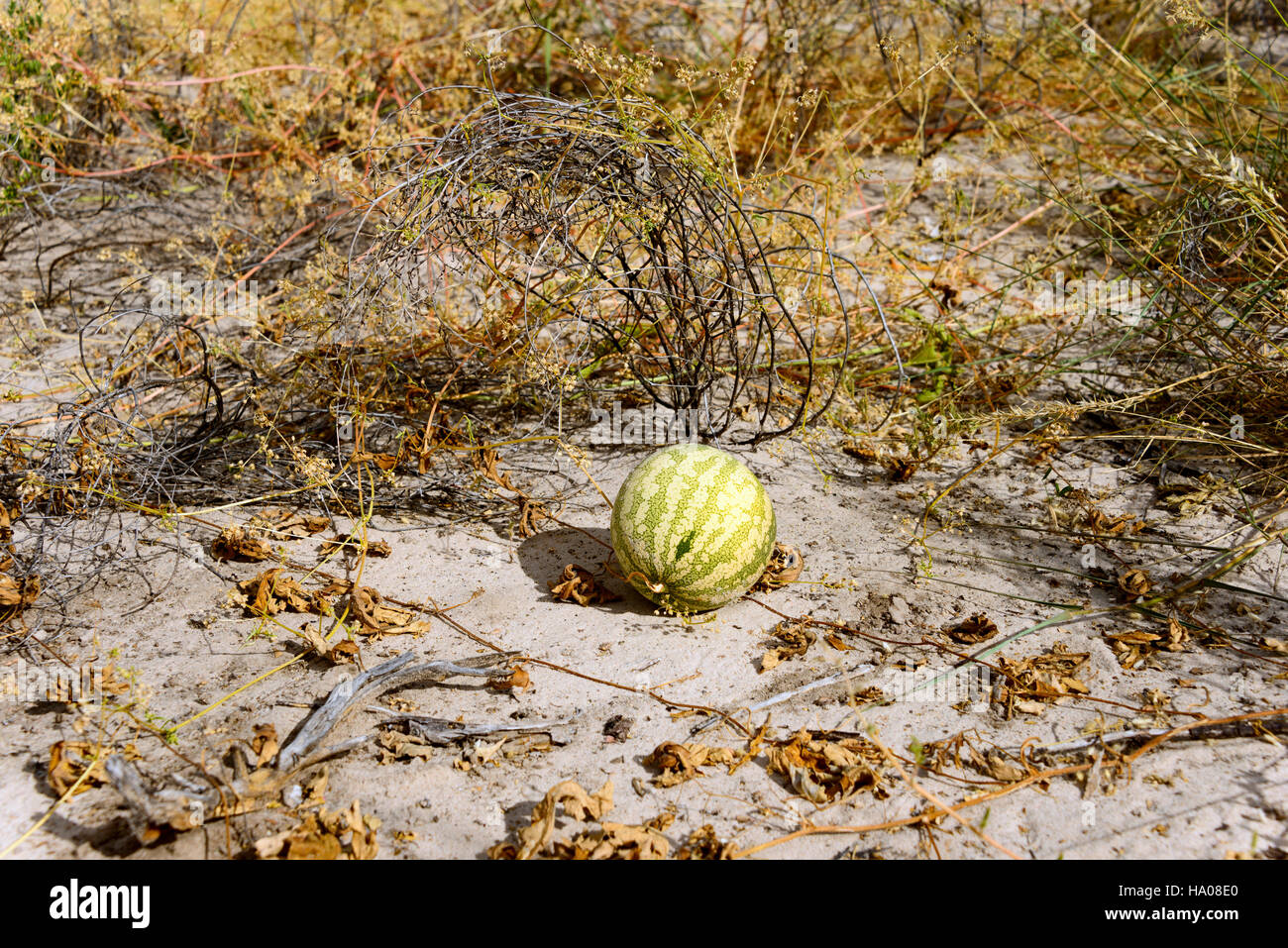 Tsamma melon hi-res stock photography and images - Alamy