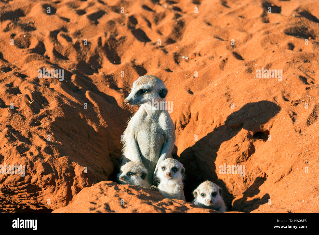 Meerkat (Suricata suricatta) mother with young in cave, Kalahari Desert ...