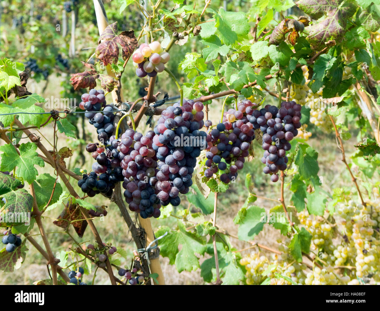 Grapes from italy hi-res stock photography and images - Alamy