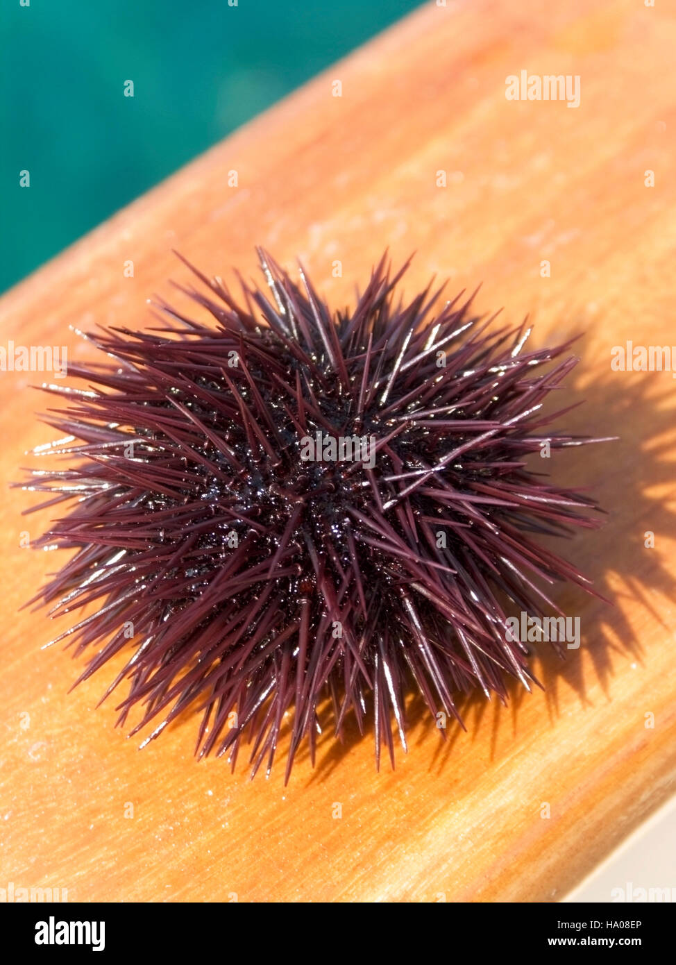 Sea urchin (Sterechinus neumayeri Stock Photo - Alamy