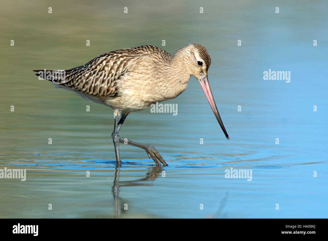 Bar-tailed godwit (Limosa lapponica) in water, Lake Constance ...