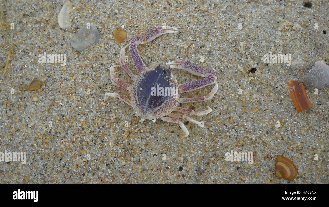 A purse crab, a small crustacean species, is spotted on the beach at ...
