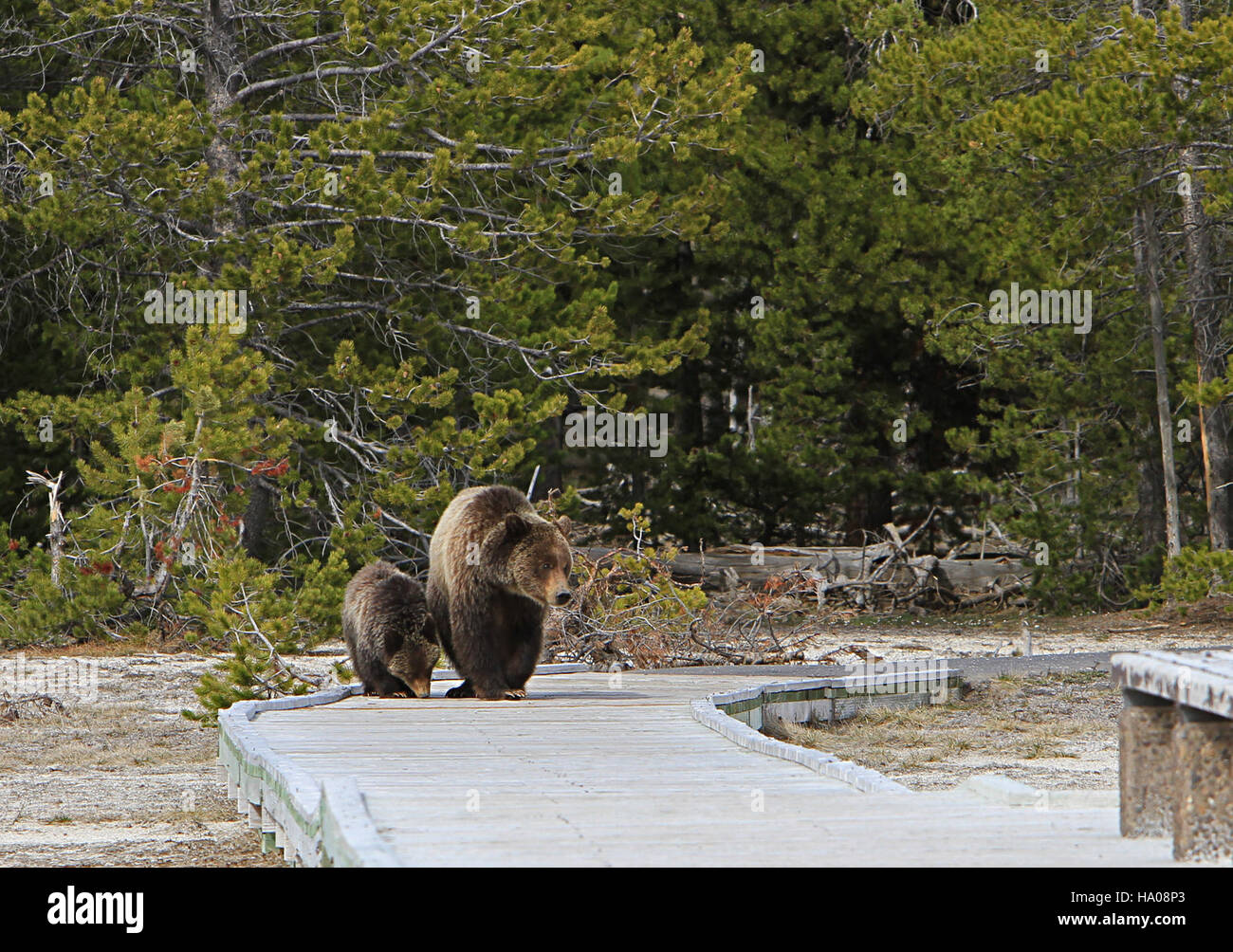 A Grizzly bear sow and her yearling cub are captured on a boardwalk ...