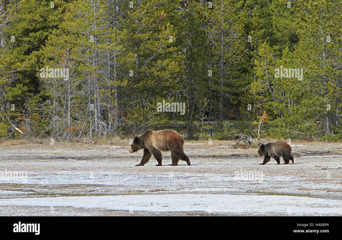 A grizzly sow and her yearling cub are spotted near Daisy Geyser in ...
