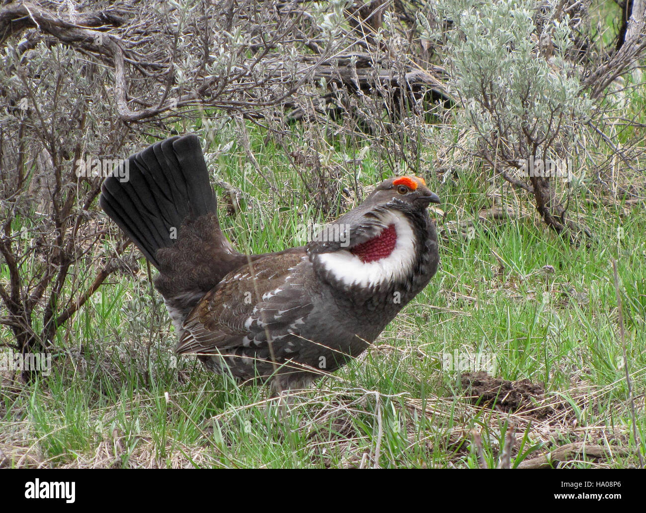 A male dusky grouse is seen in Yellowstone National Park during the ...