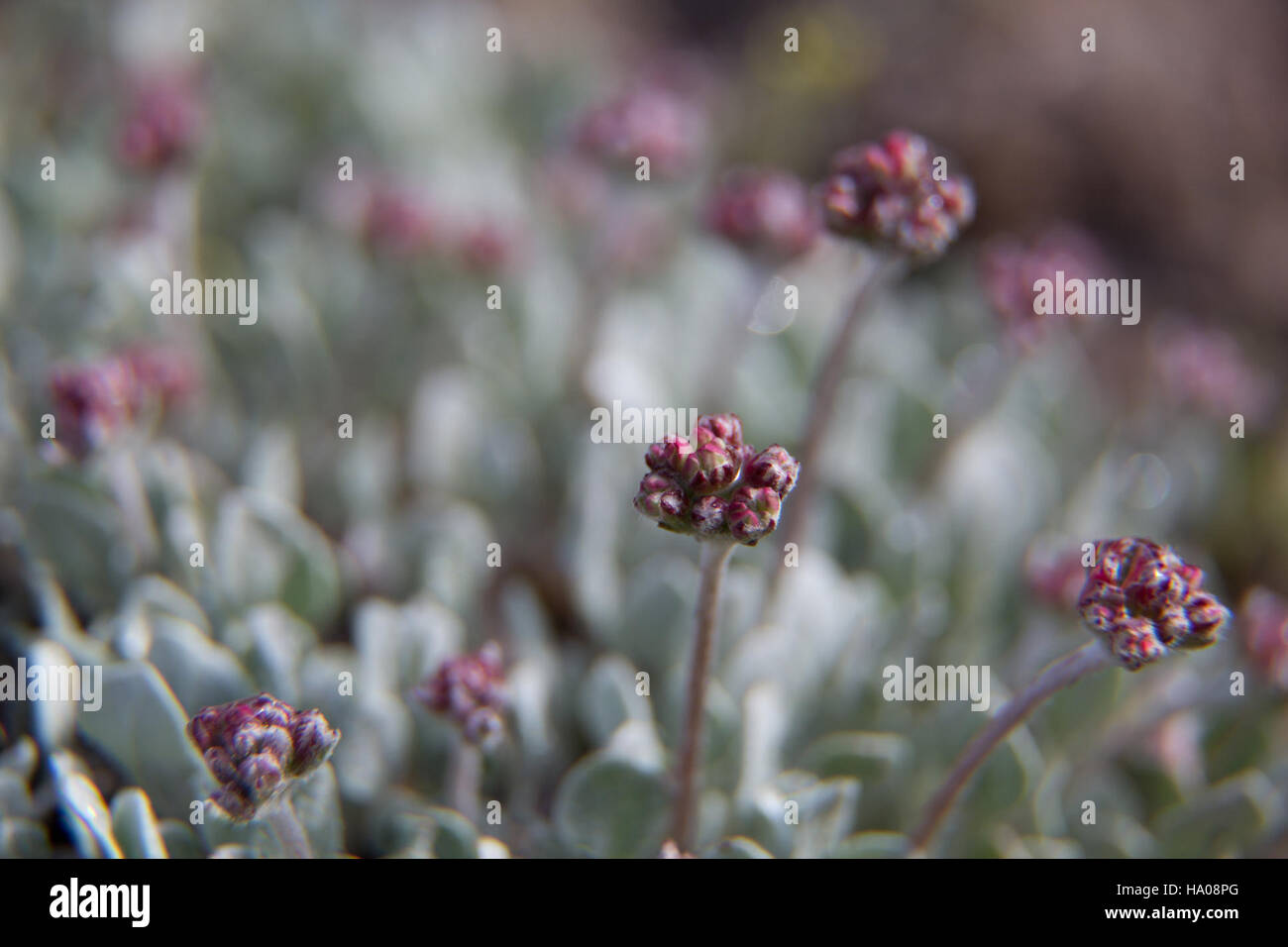 Antennaria spp hi-res stock photography and images - Alamy