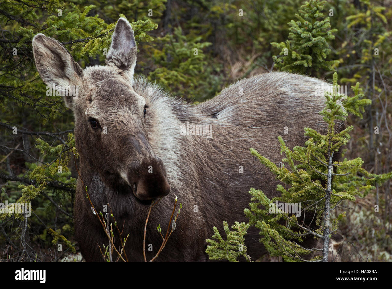 A moose captured in Denali National Park, a prominent example of ...