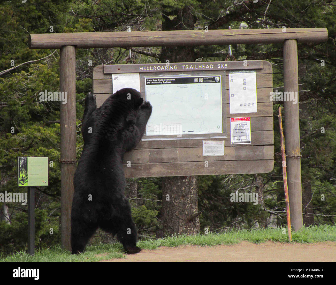 A black bear stands on its hind legs near the Hellroaring Trailhead in ...